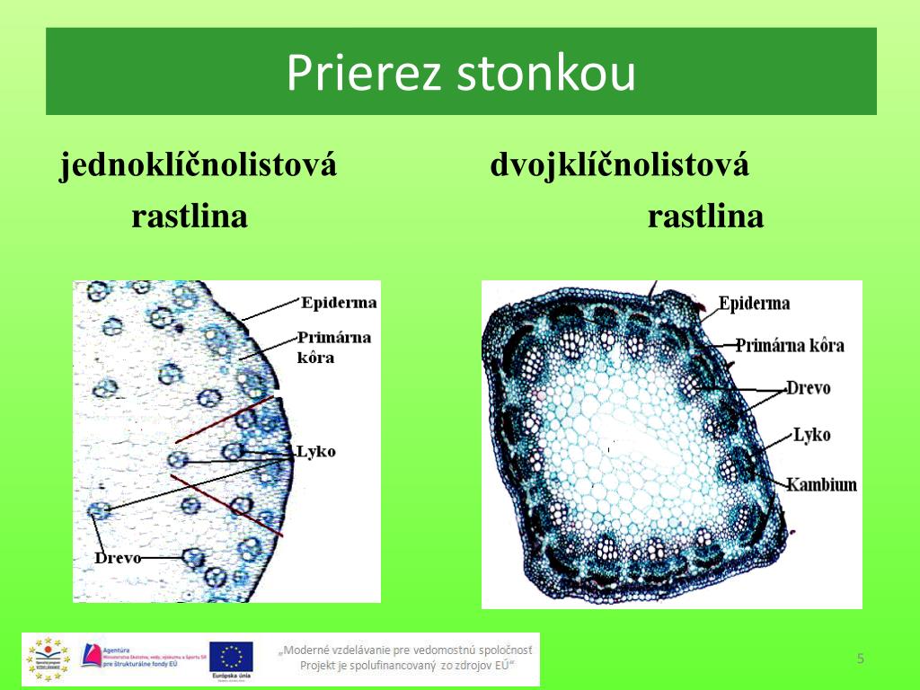 PPT - Rastlinné orgány: Stonka (Kaulom) PowerPoint Presentation, free ...