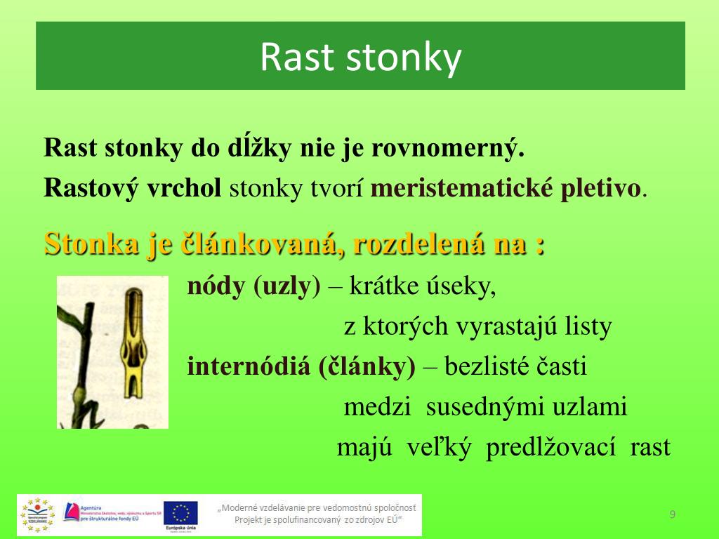 PPT - Rastlinné orgány: Stonka (Kaulom) PowerPoint Presentation, free ...
