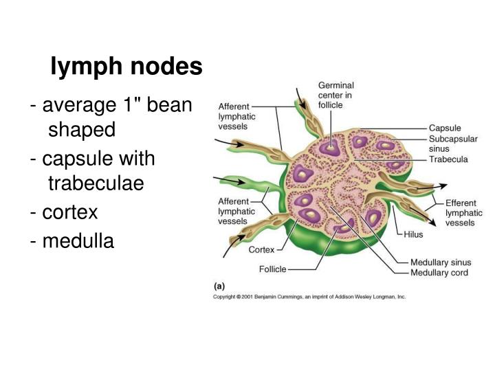 PPT - The Lymph System and Lymphoid Organs and Tissues PowerPoint ...