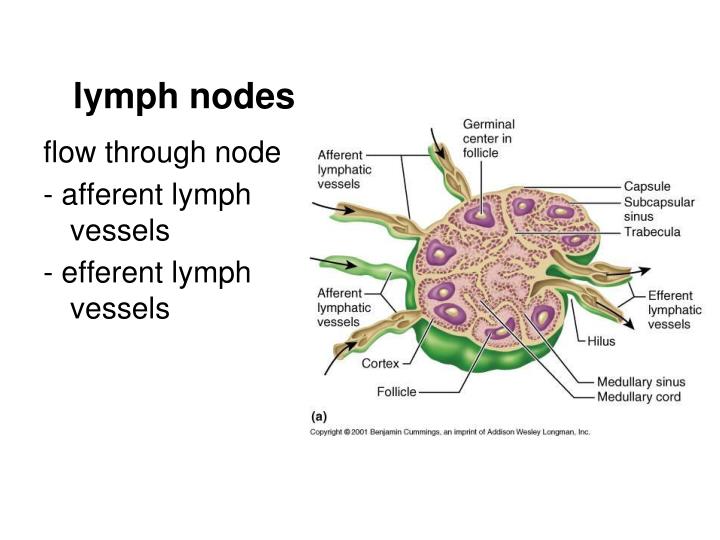 PPT - The Lymph System and Lymphoid Organs and Tissues PowerPoint ...