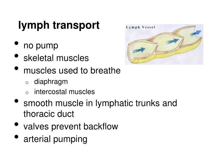 PPT - The Lymph System and Lymphoid Organs and Tissues PowerPoint ...