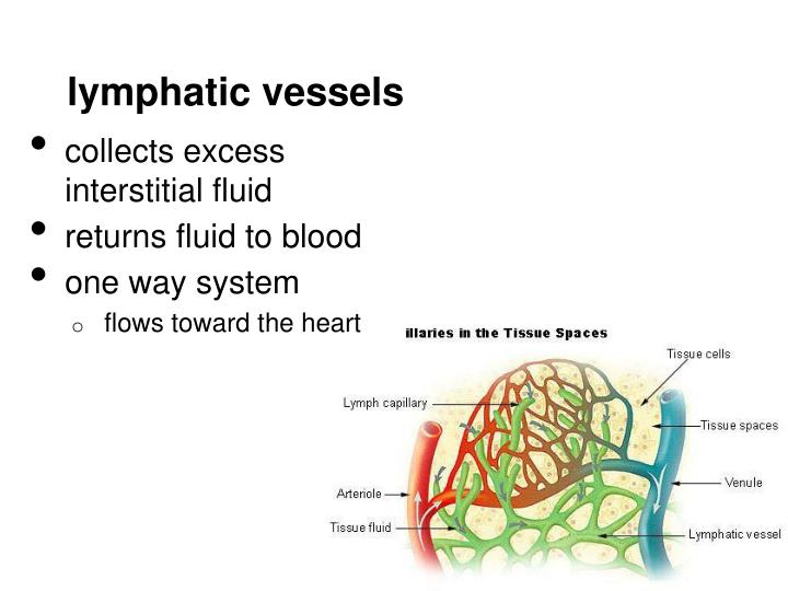 PPT - The Lymph System and Lymphoid Organs and Tissues PowerPoint ...