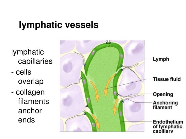 PPT - The Lymph System and Lymphoid Organs and Tissues PowerPoint ...
