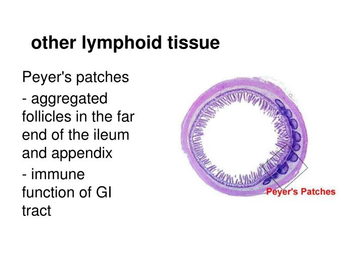 PPT - The Lymph System and Lymphoid Organs and Tissues PowerPoint ...