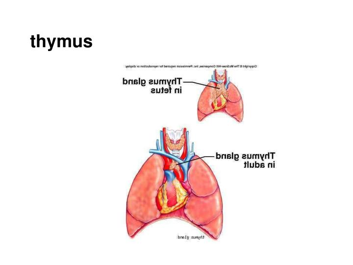 PPT - The Lymph System and Lymphoid Organs and Tissues PowerPoint ...