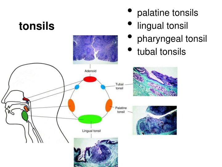 PPT - The Lymph System and Lymphoid Organs and Tissues PowerPoint ...