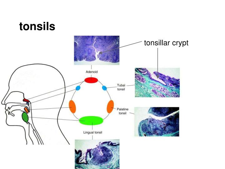 PPT - The Lymph System and Lymphoid Organs and Tissues PowerPoint ...
