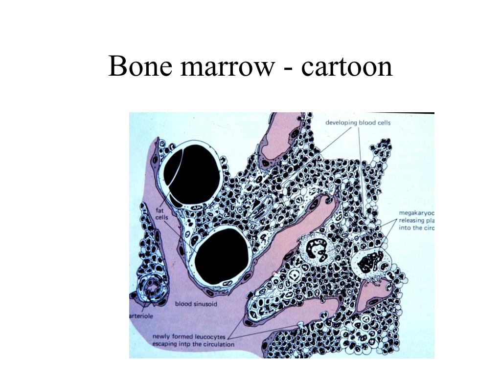 PPT - Molecular medicine Immunology 2 PowerPoint Presentation, free ...