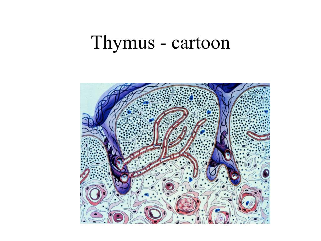 PPT - Molecular medicine Immunology 2 PowerPoint Presentation, free ...