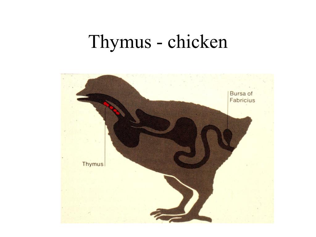 PPT - Molecular medicine Immunology 2 PowerPoint Presentation, free ...