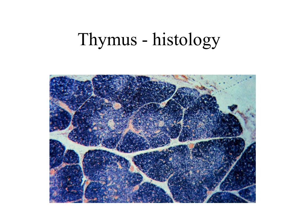 PPT - Molecular medicine Immunology 2 PowerPoint Presentation, free ...