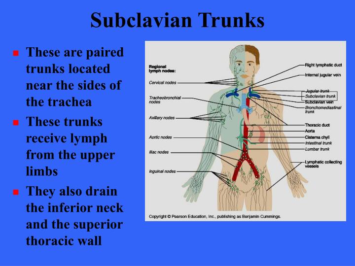 PPT - The Lymphatic System PowerPoint Presentation - ID:4236403