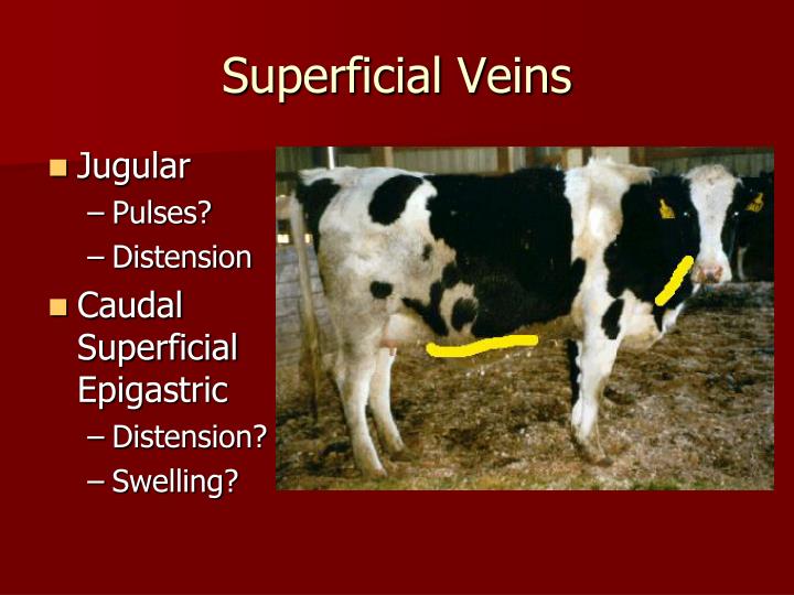 PPT - Physical Examination of Cattle PowerPoint Presentation - ID:4236576