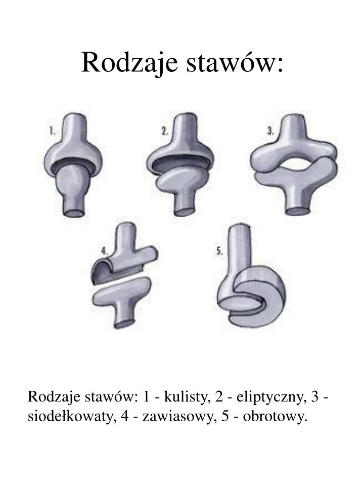 PPT - Kościec człowieka, schemat, widok od tyłu PowerPoint Presentation ...