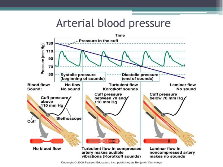 PPT - Consistent patterns of blood circulation in arteries and veins ...