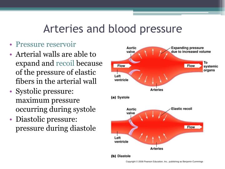 PPT - Consistent patterns of blood circulation in arteries and veins ...