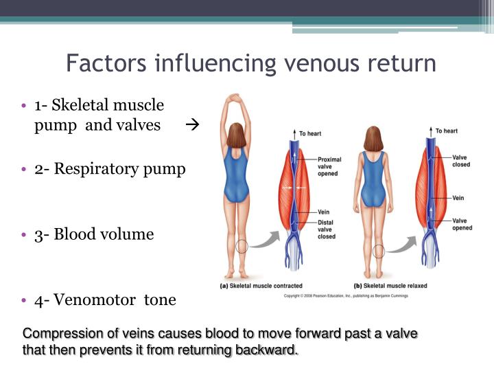 PPT - Consistent patterns of blood circulation in arteries and veins ...