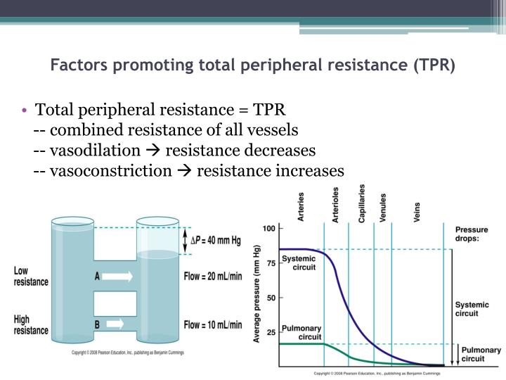 PPT - Consistent patterns of blood circulation in arteries and veins ...