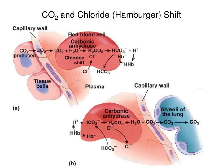 PPT - Osmotic pressure – van’t Hoff equation : = g C R T Where ...