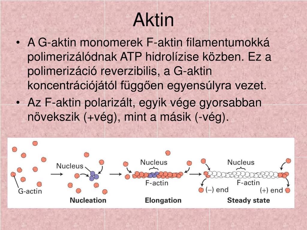 PPT - Sejtváz, aktin mikrofilamentumok, motor fehérjék PowerPoint ...