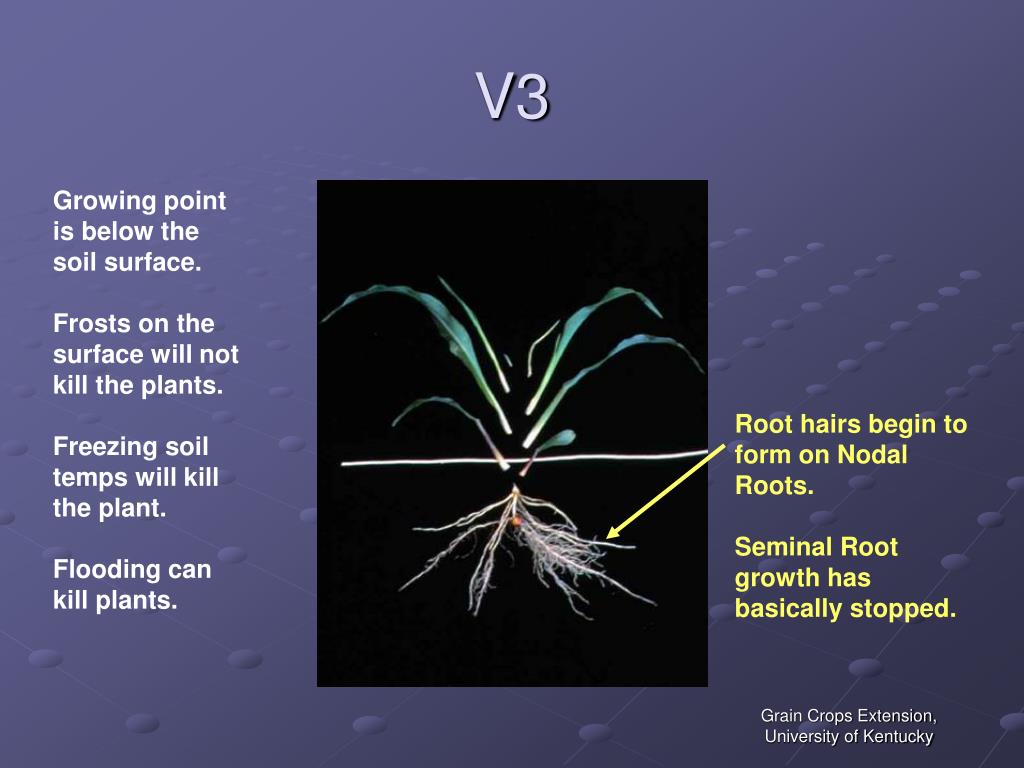 PPT - Corn Growth Stages PowerPoint Presentation, free download - ID ...