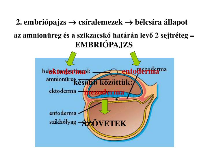 PPT - Megtermékenyítés, terhesség PowerPoint Presentation - ID:4242631
