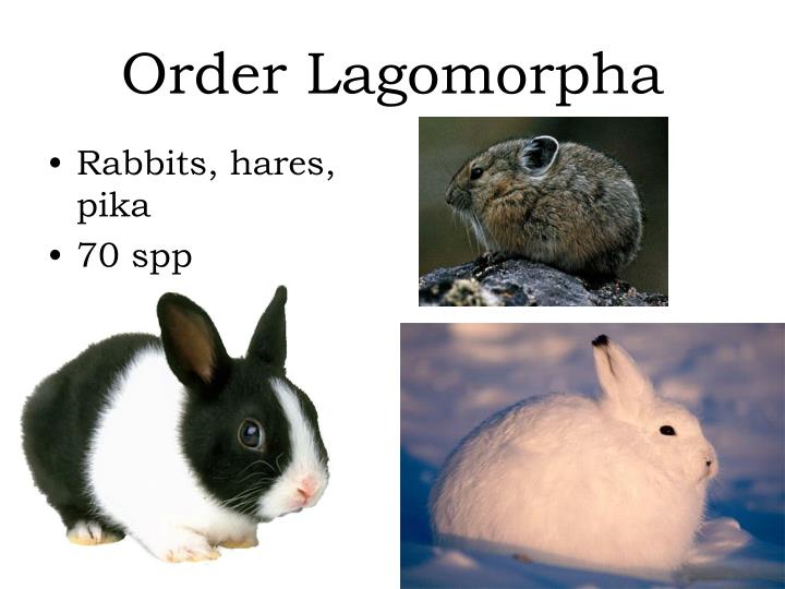 PPT - Reptiles PowerPoint Presentation - ID:4243144