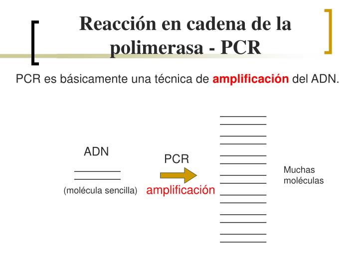 PPT - Fundamentos de PCR PowerPoint Presentation - ID:4243367