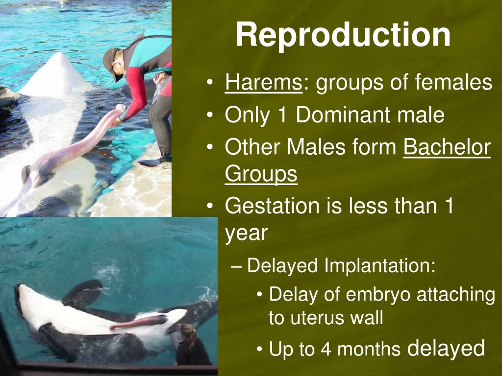 PPT - Biology of Marine Mammals PowerPoint Presentation, free download ...