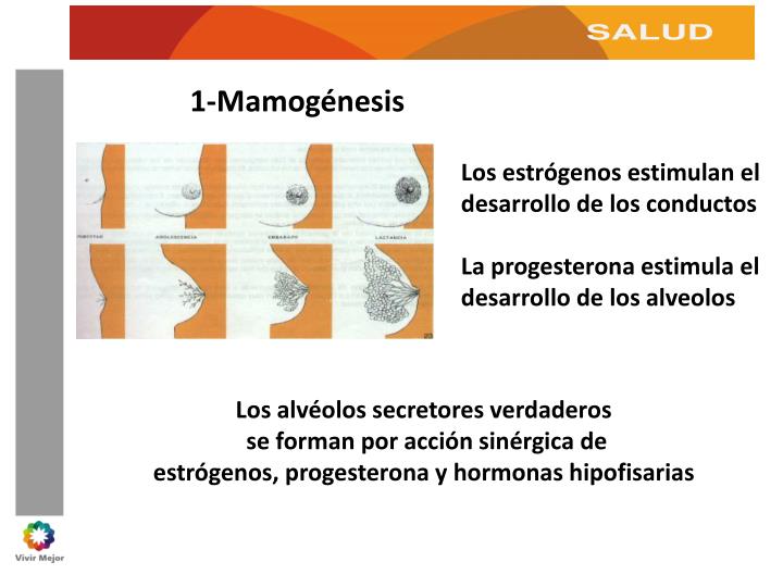 PPT - ANATOMÍA Y FISIOLOGÍA DE LA GLÁNDULA MAMARIA PowerPoint ...