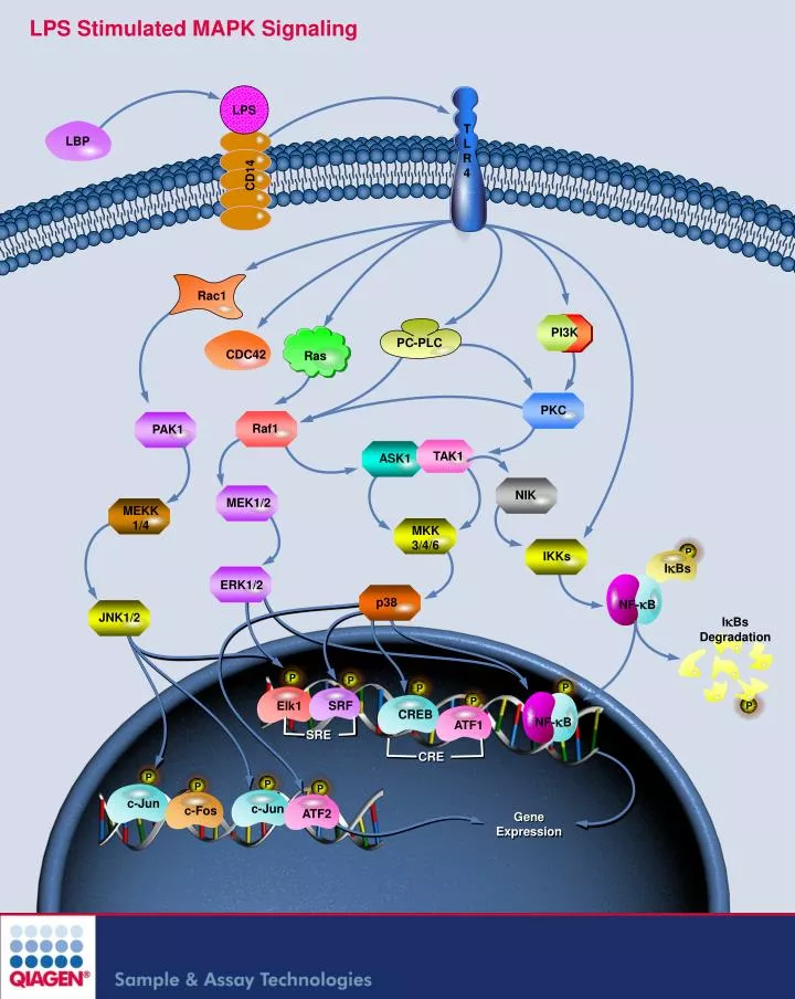 PPT - LPS Stimulated MAPK Signaling PowerPoint Presentation, free ...