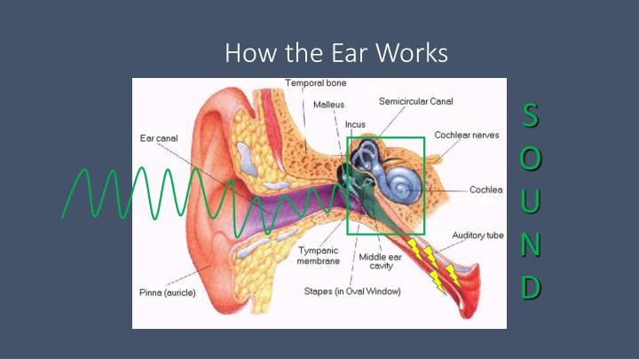 PPT - Hearing Impairment PowerPoint Presentation - ID:4244964