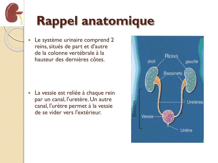 PPT - Fonction et maladie du rein vers l’insuffisance rénale PowerPoint ...