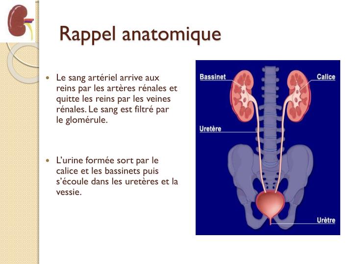 PPT - Fonction et maladie du rein vers l’insuffisance rénale PowerPoint ...