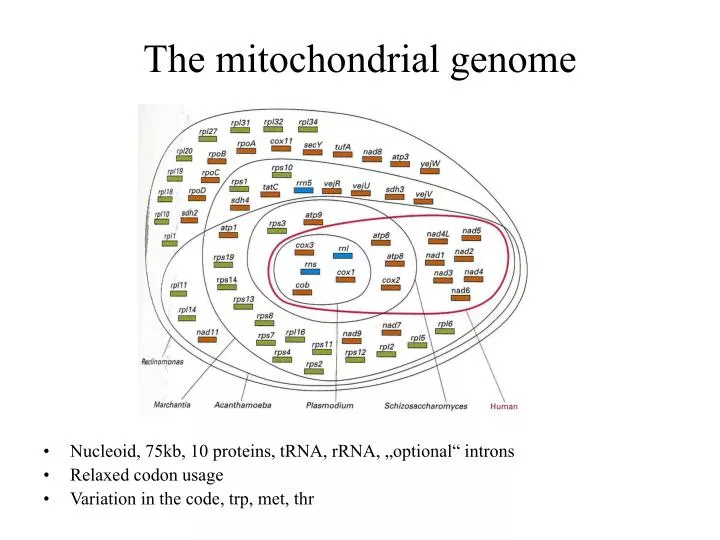 PPT - The mitochondrial genome PowerPoint Presentation, free download ...