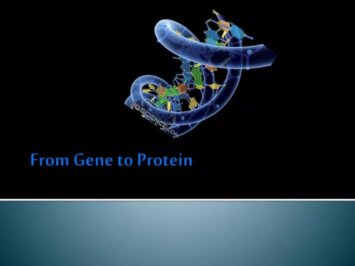PPT - From Gene to Protein PowerPoint Presentation, free download - ID ...