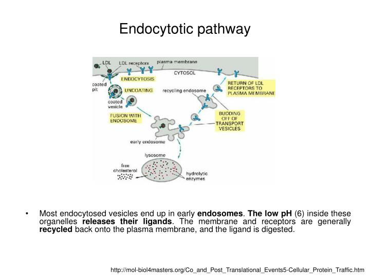 PPT - The pathways of protein targeting PowerPoint Presentation - ID ...