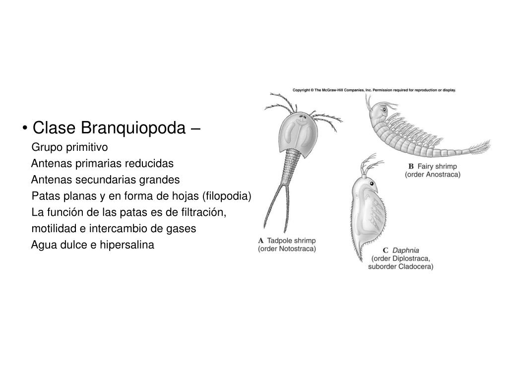 PPT - Artrópodos mandíbulados acuáticos y terrestres Cap í tulos 19 y ...