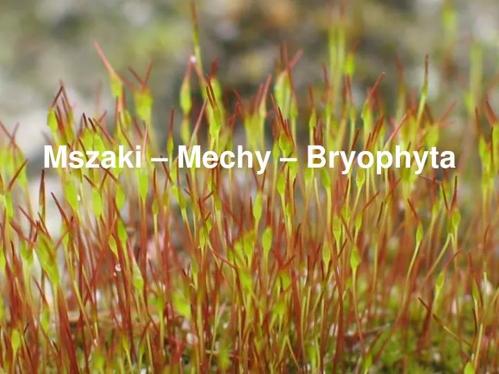 PPT - Mszaki – Mechy – Bryophyta PowerPoint Presentation, free download ...