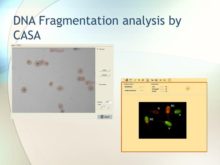 PPT - Computer Aided Semen Analysis - CASA PowerPoint Presentation - ID ...