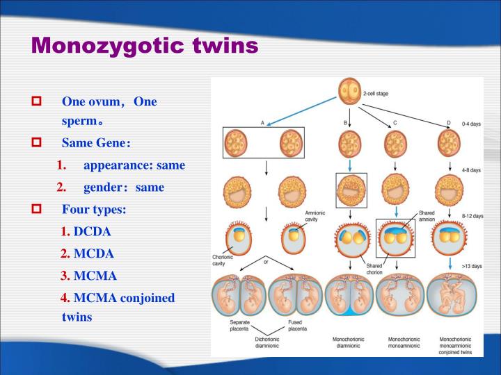 PPT - Multifetal Gestation PowerPoint Presentation - ID:4253350