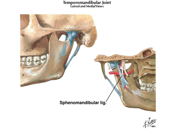 PPT - DENTAL GROSS ANATOMY CASE 4.1 (INFERIOR ALVEOLAR NERVE BLOCK ...