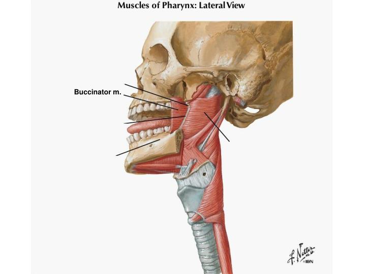 PPT - DENTAL GROSS ANATOMY CASE 4.1 (INFERIOR ALVEOLAR NERVE BLOCK ...