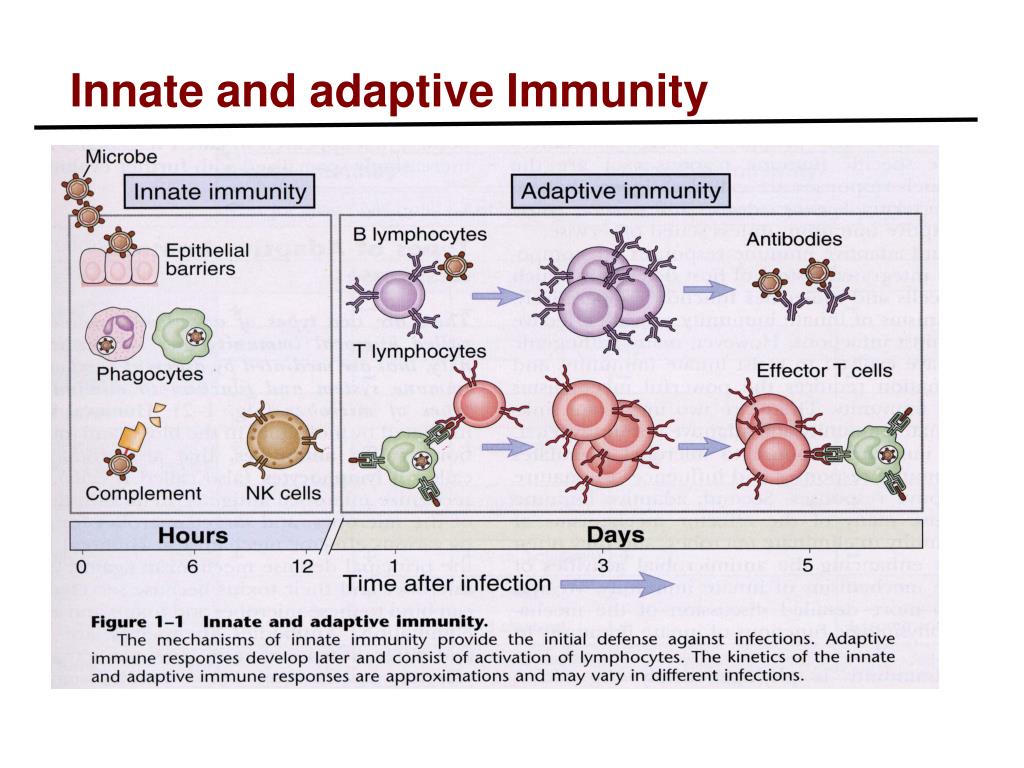 Ppt Cytokines Powerpoint Presentation Free Download Id4255668