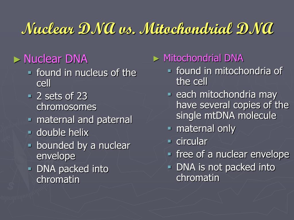 Ppt Presence And Function Of Mitochondrial And Plastid Dna Extra Nuclear Inheritance Powerpoint