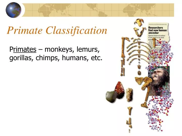 PPT - Primate Classification PowerPoint Presentation, free download ...