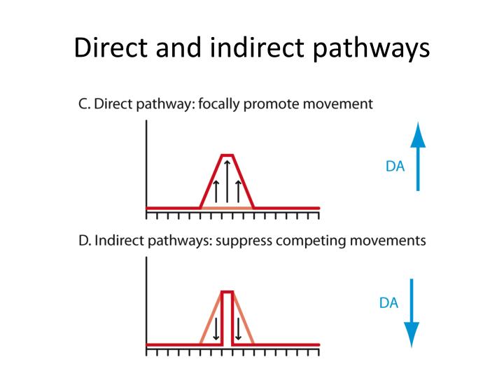 PPT - Cortical vs. subcortical loops PowerPoint Presentation - ID:4259658