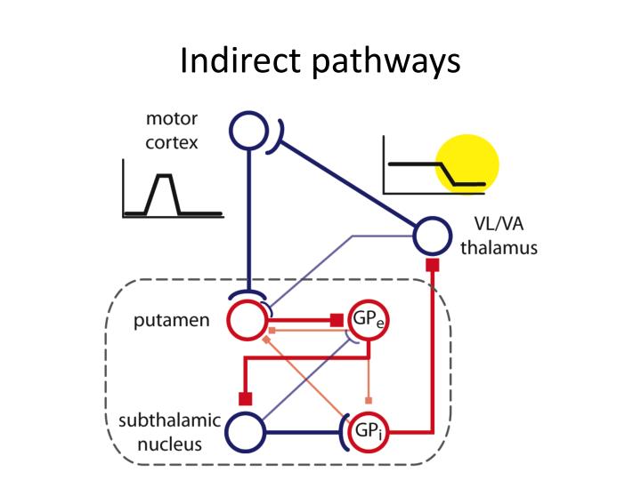 PPT - Cortical vs. subcortical loops PowerPoint Presentation - ID:4259658