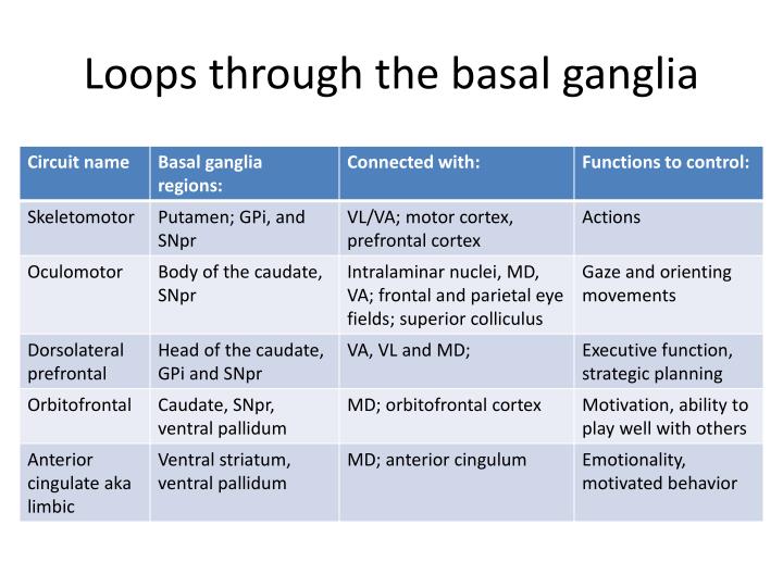 PPT - Cortical vs. subcortical loops PowerPoint Presentation - ID:4259658