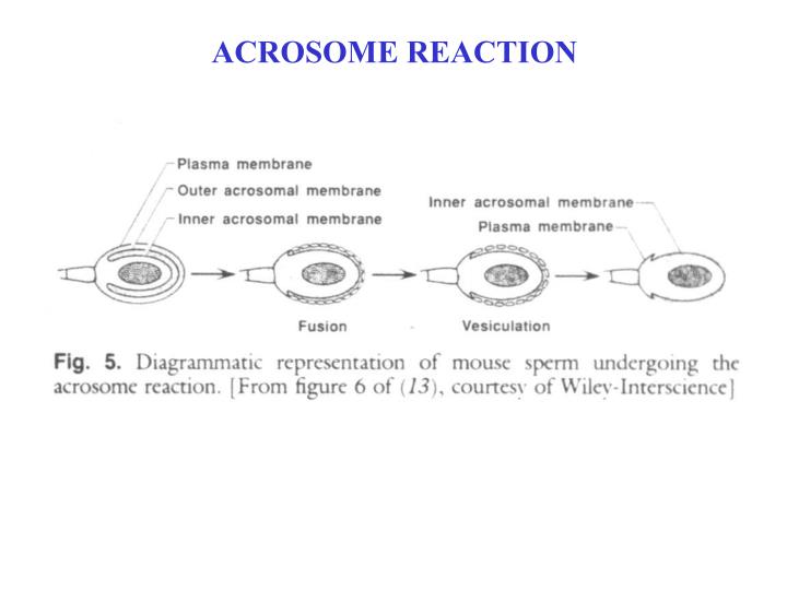 PPT - EMBRYOLOGY PowerPoint Presentation - ID:4259709